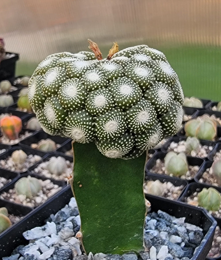 Planetcactus