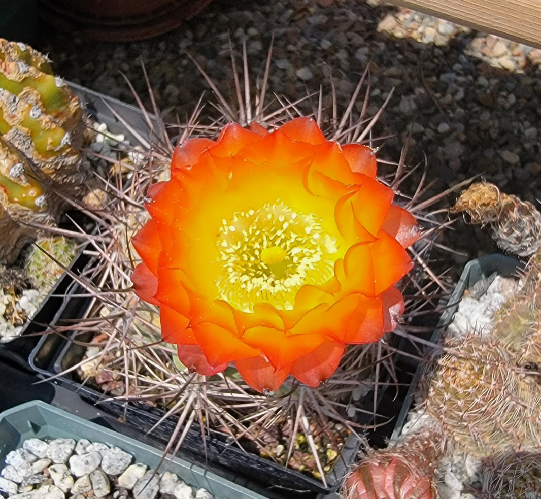 Products – Planetcactus