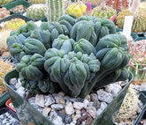 Planetcactus