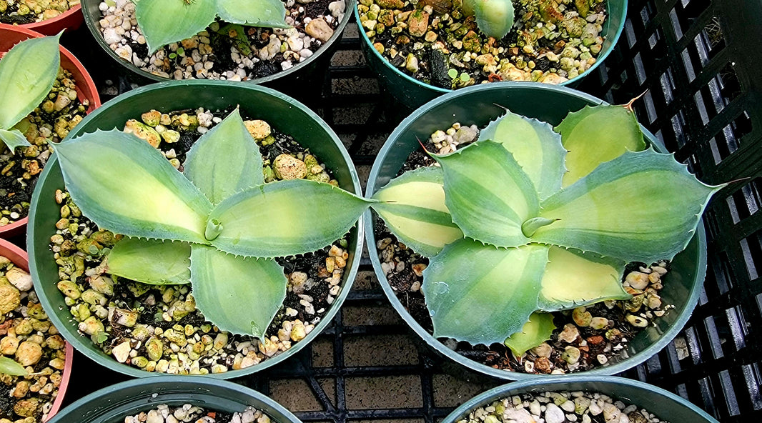 Succulents – Planetcactus