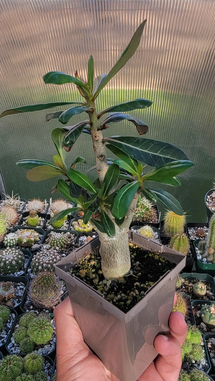 Planetcactus